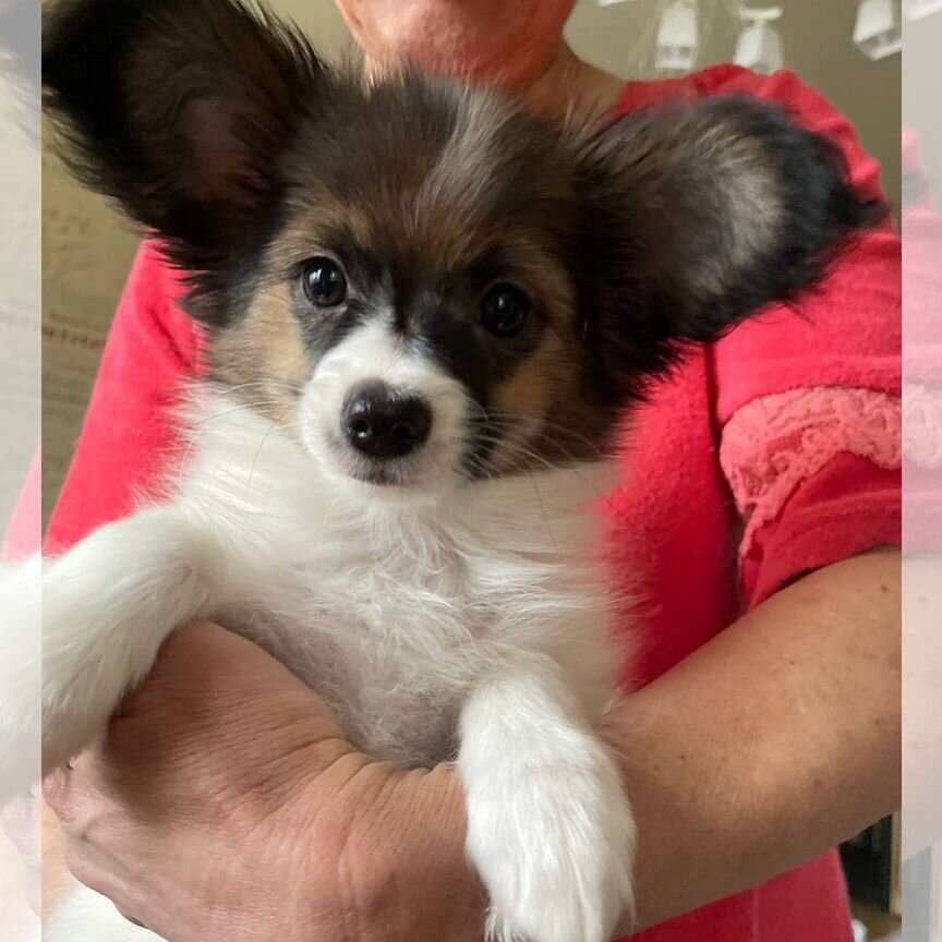 Континентальный той-спаниель папильон, щенок