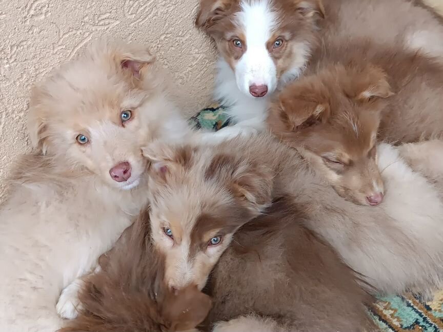 Аусси щенки