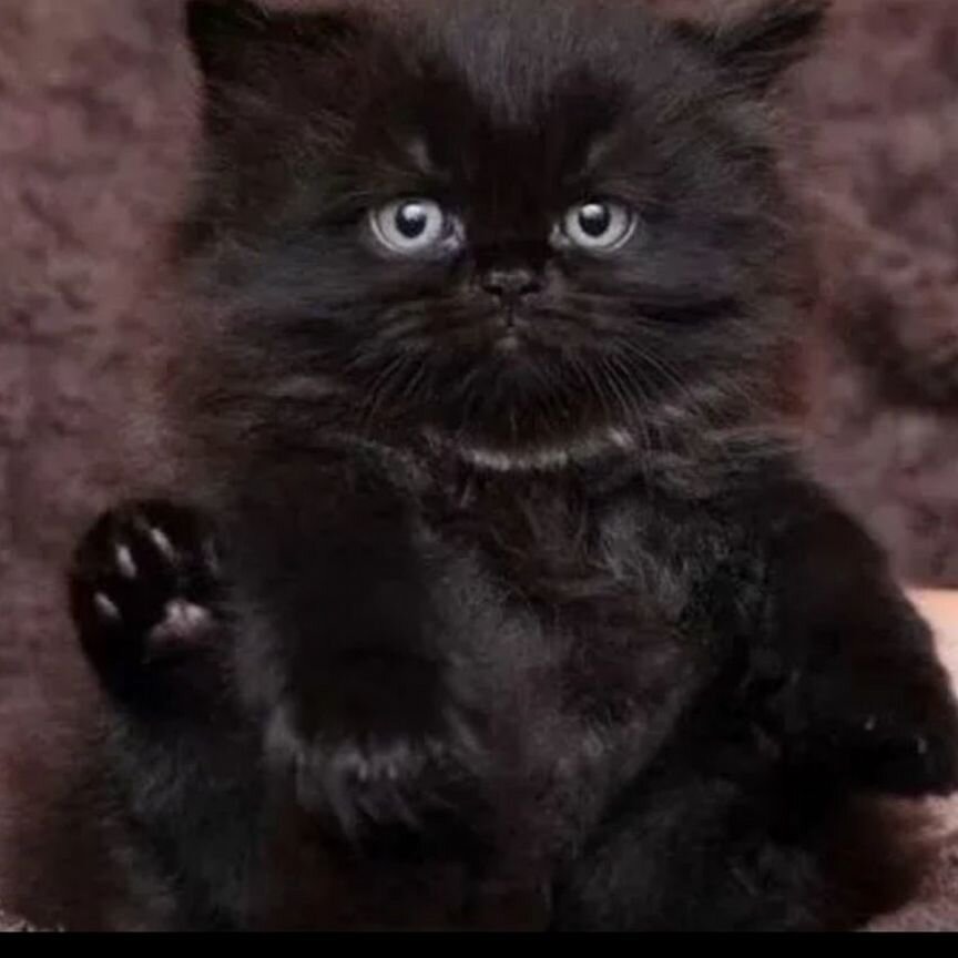 Британский длинношёрстный котёнок