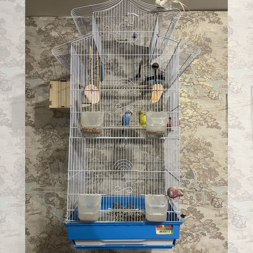 Волнистый попугай с клеткой