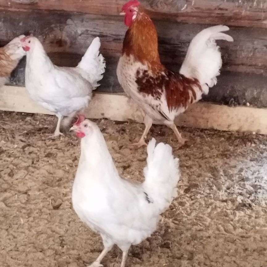 Петух молодой