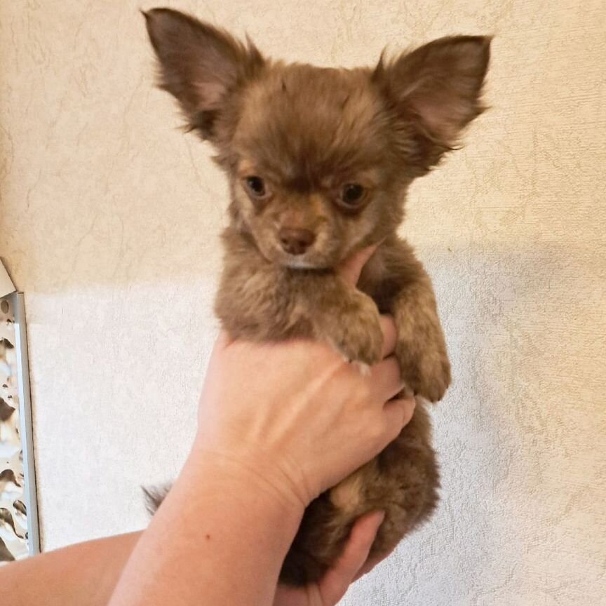 Чихуахуа, щенок