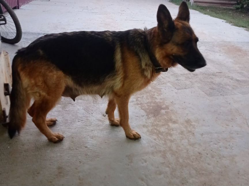 Щенки немецкой овчарки в добрые руки