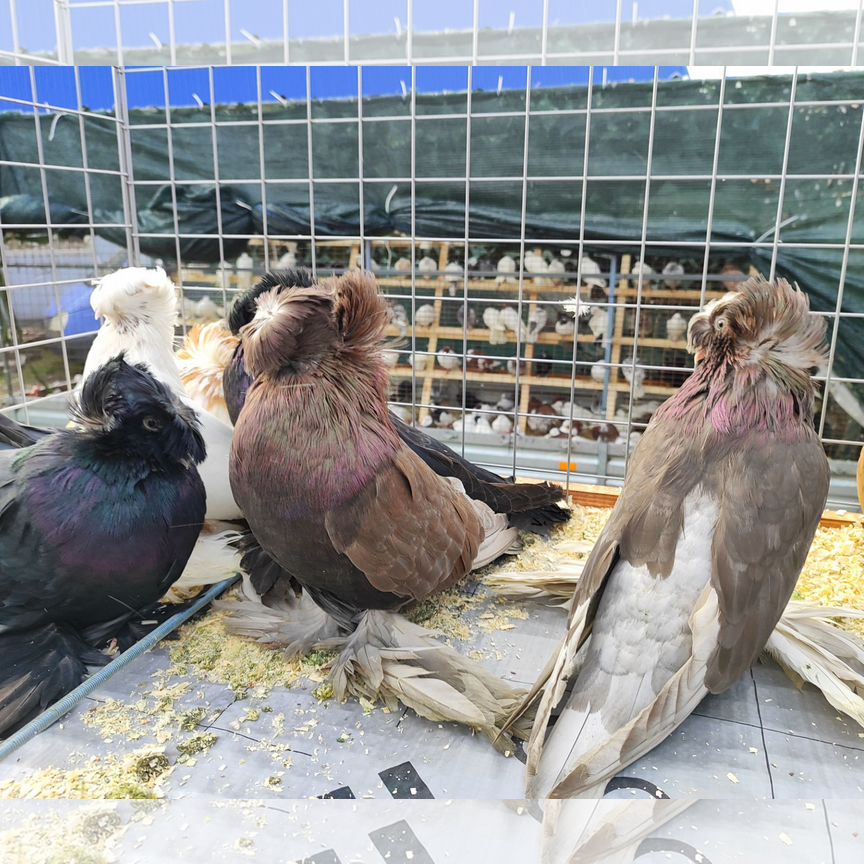 Бухарские, Тульские, Узбекские, голуби