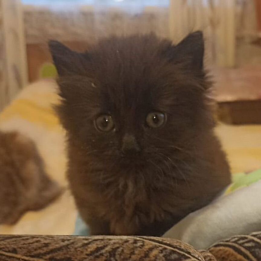Котенок Ночка