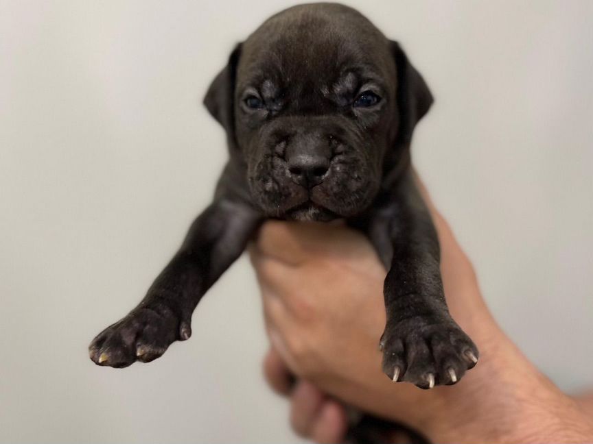 Шикарные щенки питбуля,с документами