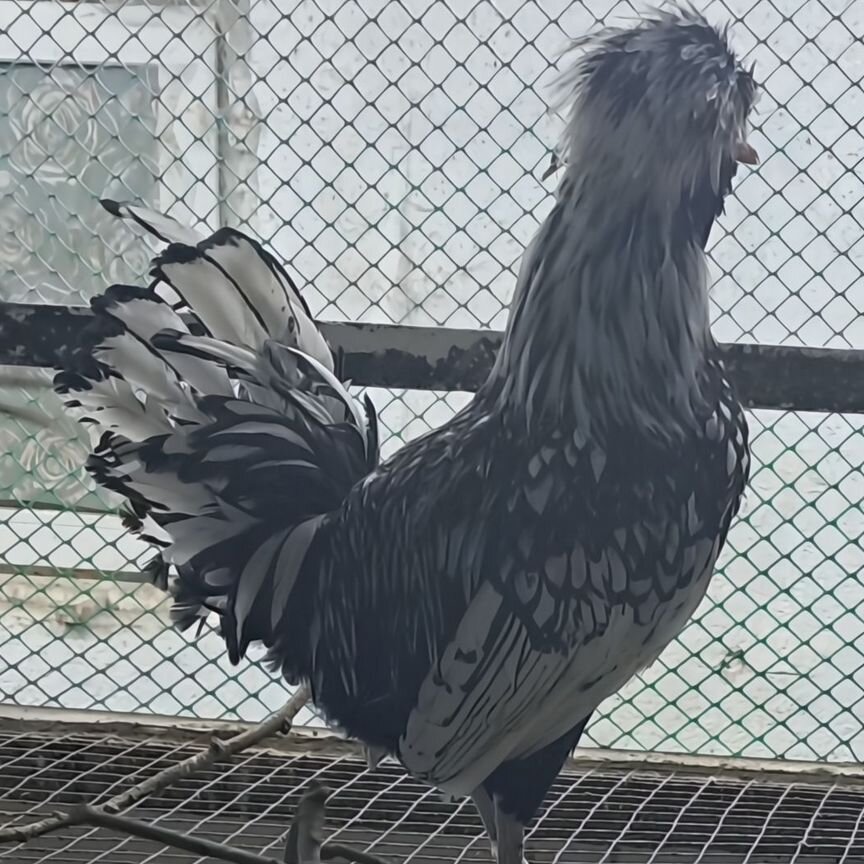 Инкубационное яйцо кур породы Падуан