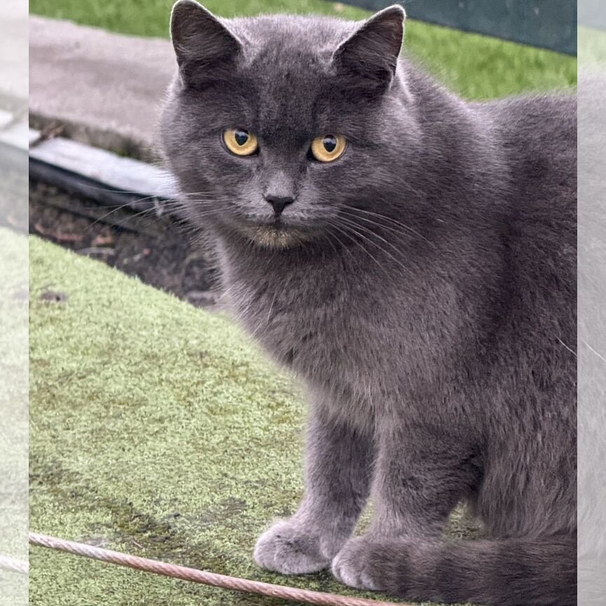 Кошка замерзает на улице