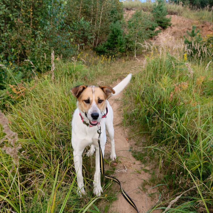 Небольшая собака в добрые руки