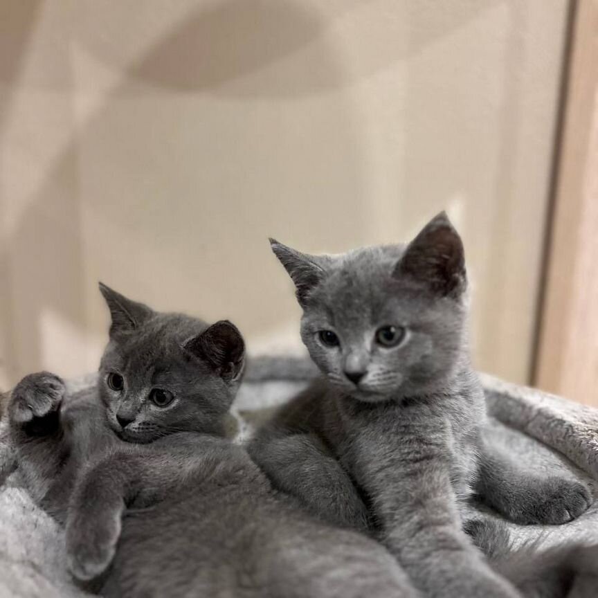 Котенок породы Русская голубая