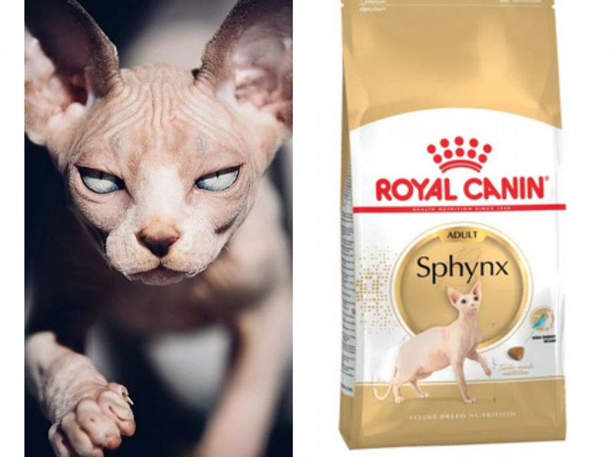 Корм для Сфинксов Sphynx Роял Канин 7кг
