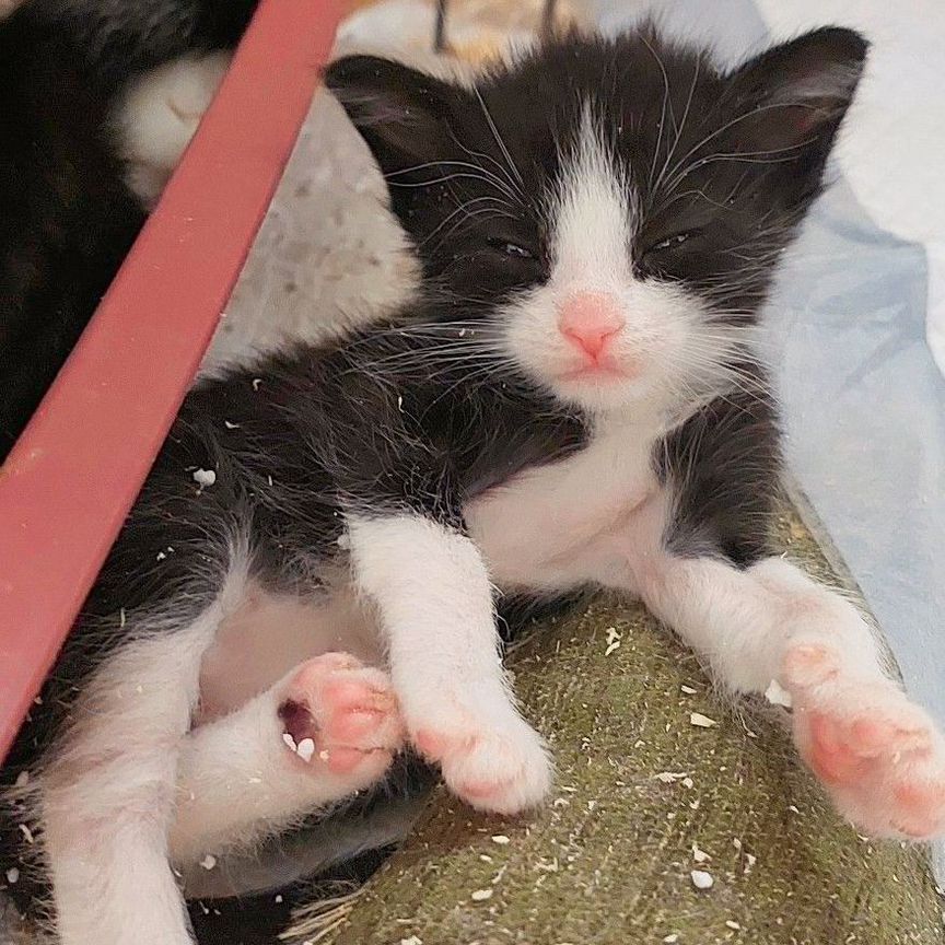 Котёнок Орео в добрые руки