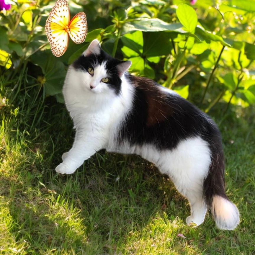 Кошка в добрые руки