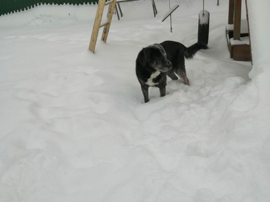 Помесь Алабая и Немецкой овчарки