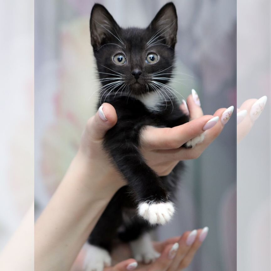 Котёнок в добрые руки