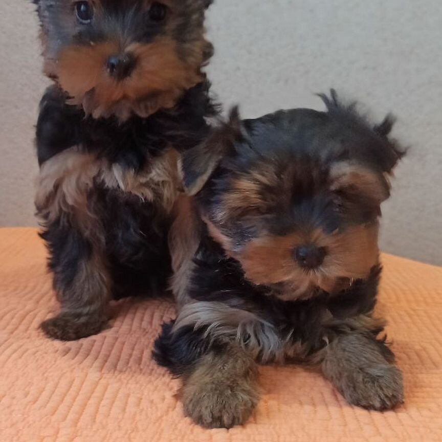 Йоркширский терьер щенки
