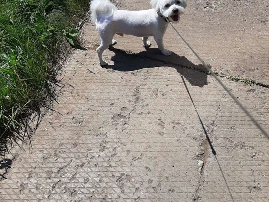 Мальтезе мальчик вязка