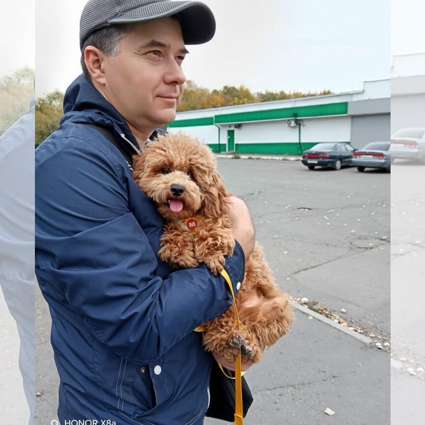 Той-пудель, щенок