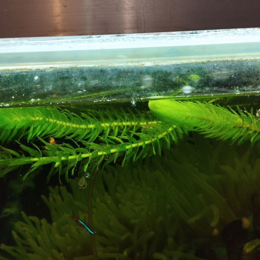 Элодея, роголистник