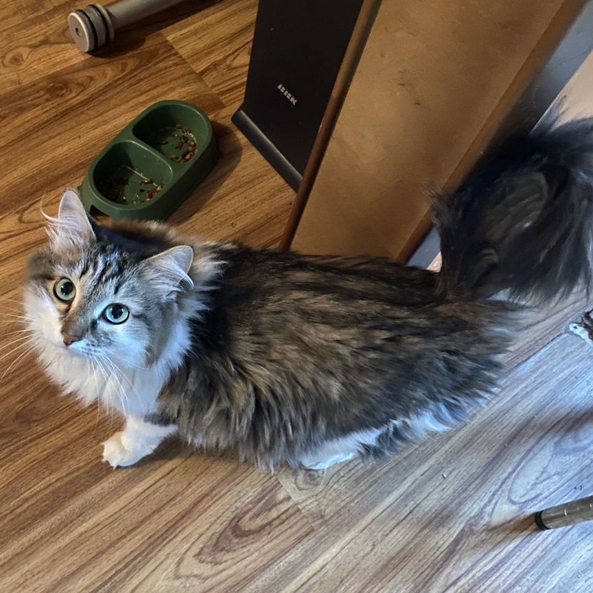 Взрослый кот в добрые руки