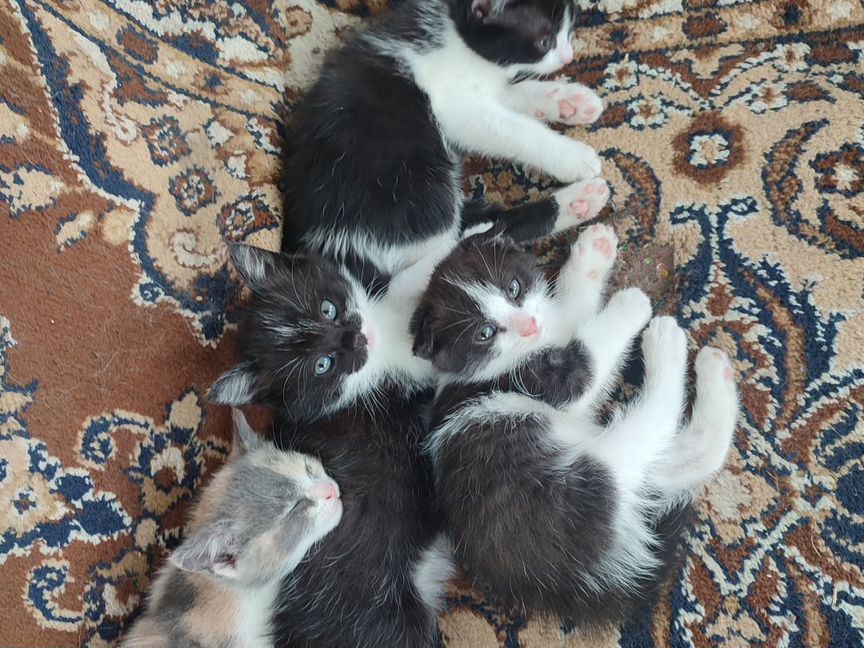 Отдам котят от шотландской кошки миске приучены