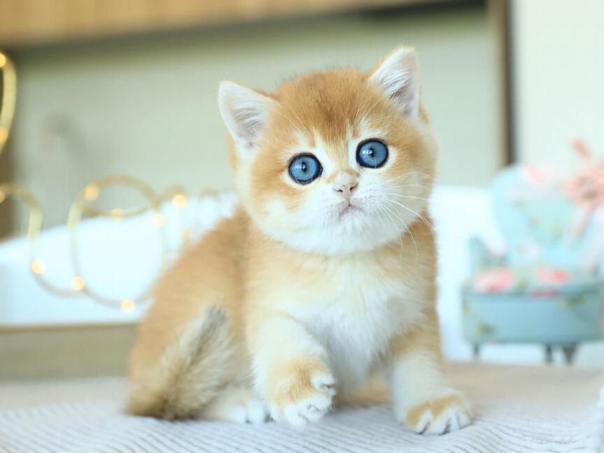 Британская золотая шиншилла котята