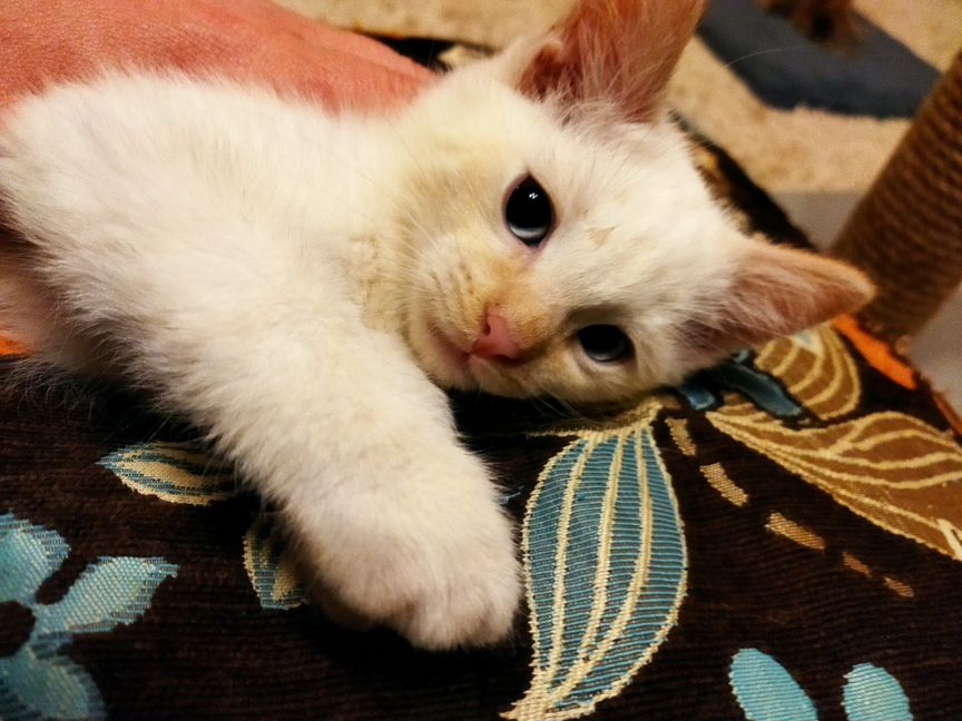 Котенок мальчик в добрые руки