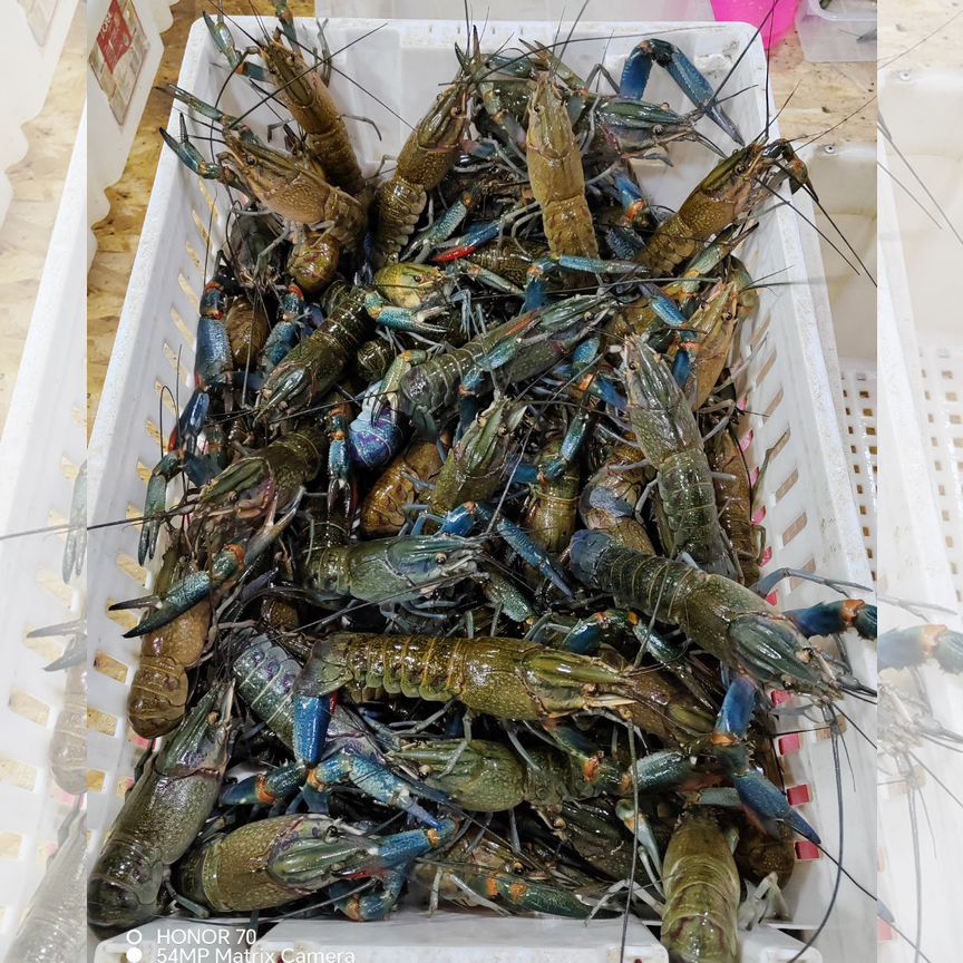 Рак Австралийский красноклешневый