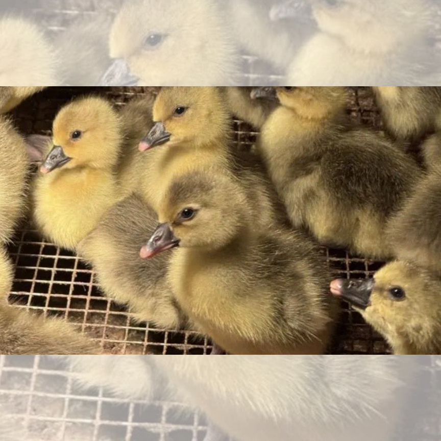 Гусята породы крупная серая