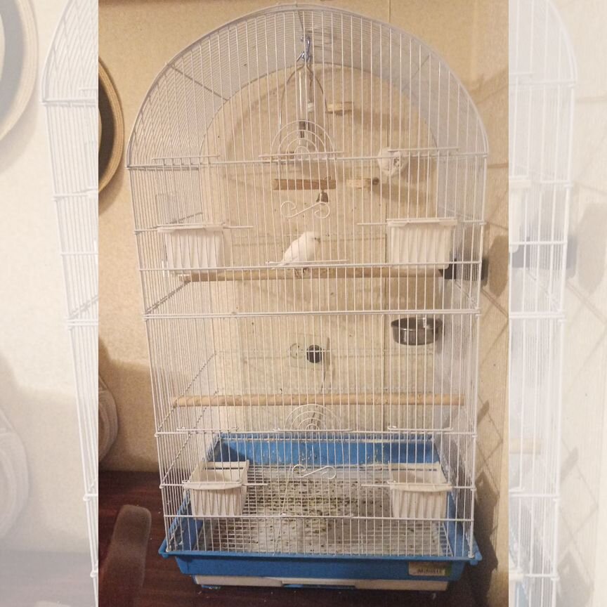 Волнистый попугай 1,5 года самец