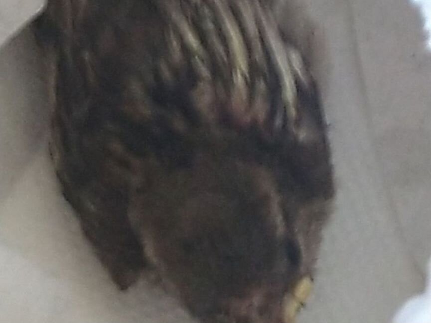 Птенец воробей выпал Ленсовета Звёздная