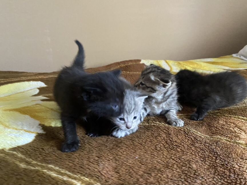 Обычные домашние котята