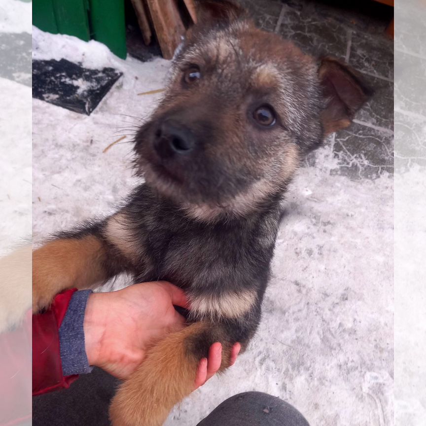 Щенок в добрые руки