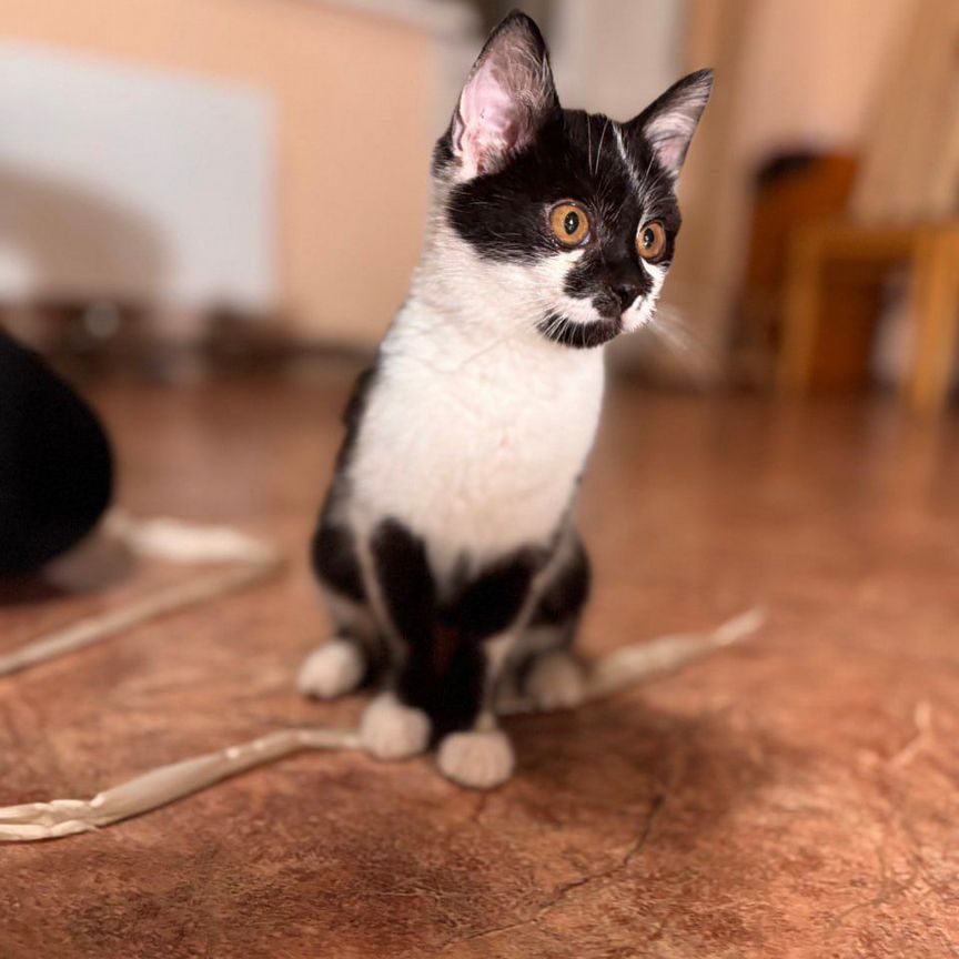 Котёнок в добрые руки