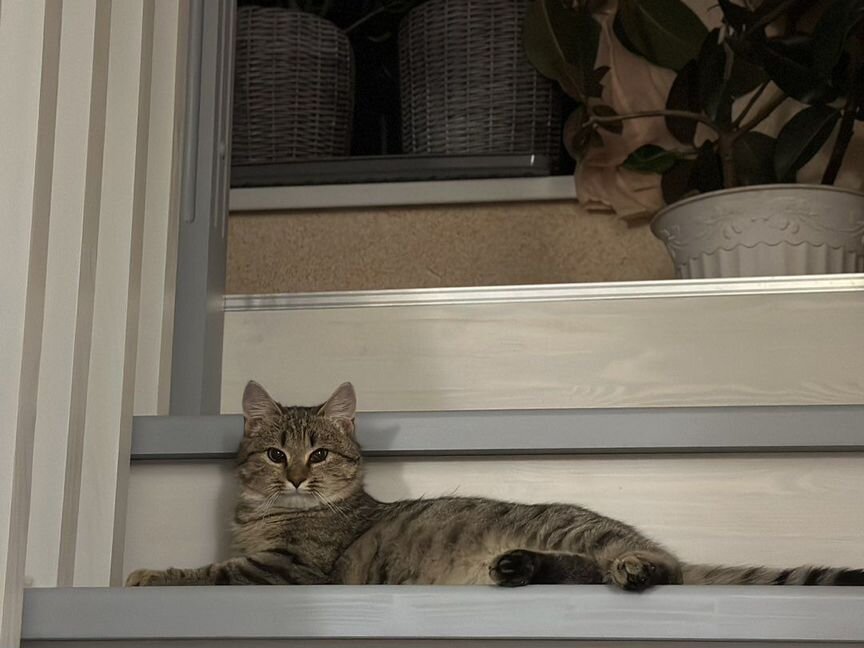 Самый милый полосатик