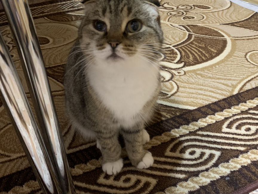 Вислоухая кошечка