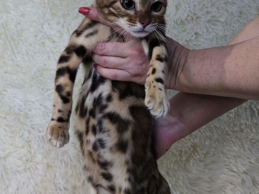 Бенгальская кошечка Жизель