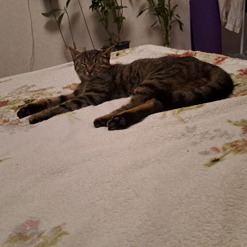 Кошечка в добрые руки