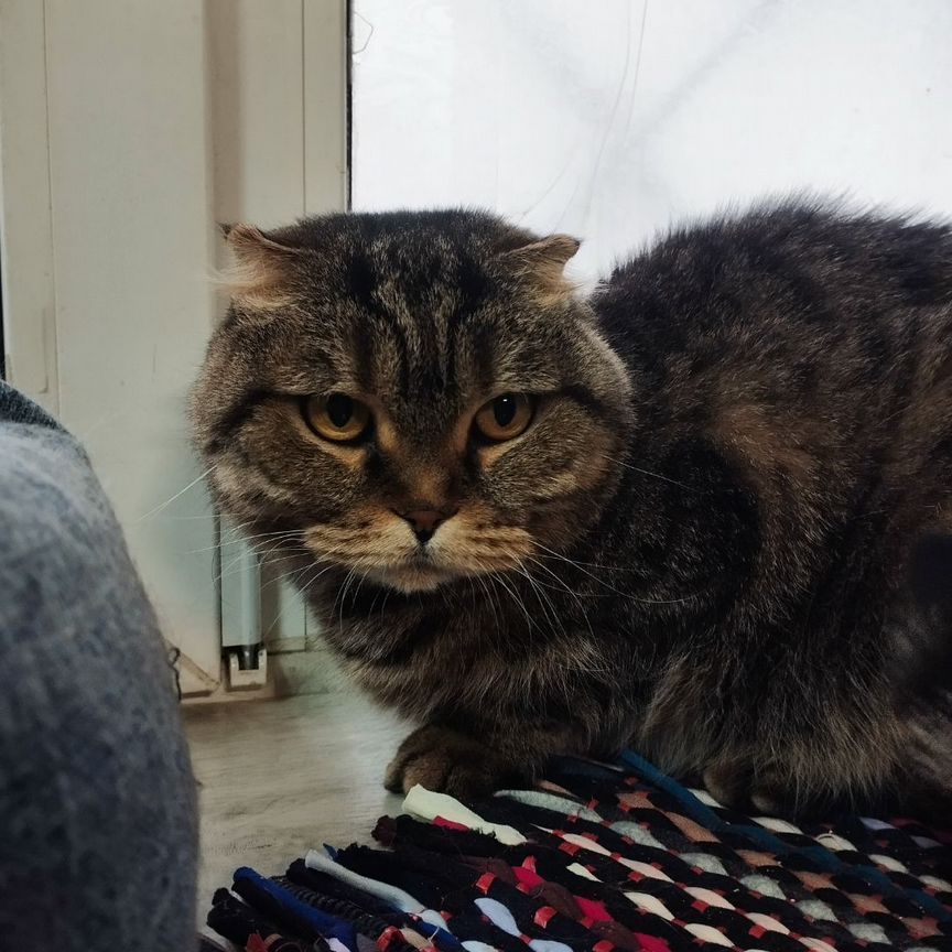 Вислоухая кошка Баффи