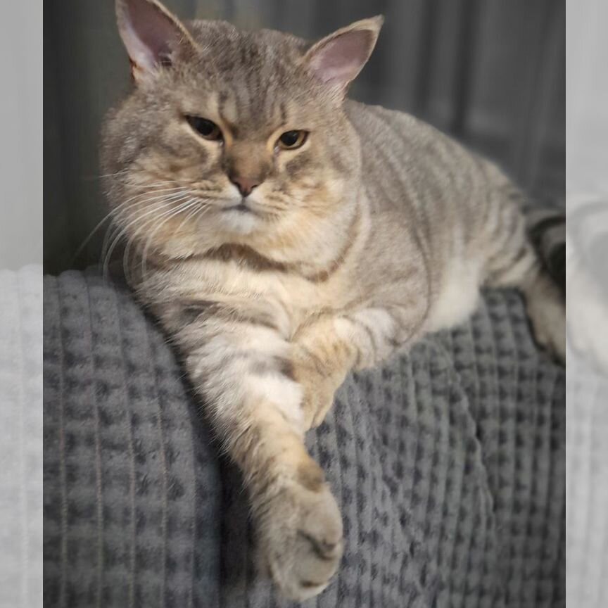 Продам Шотландского кота