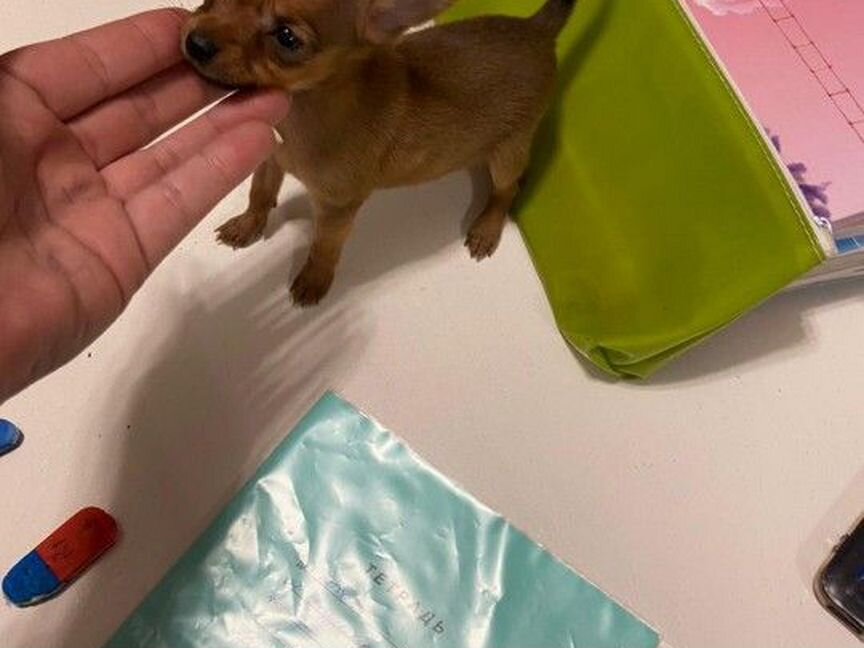 Супер micro эксклюзив