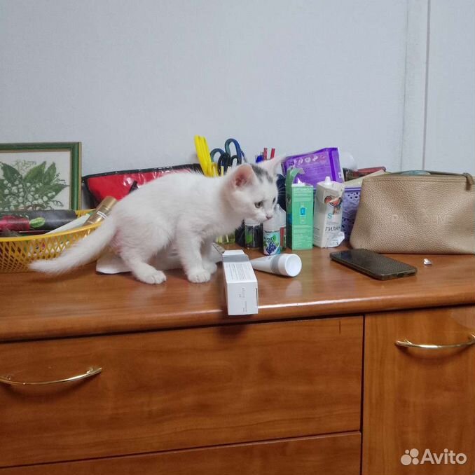 Кот чистокровный Дворенин