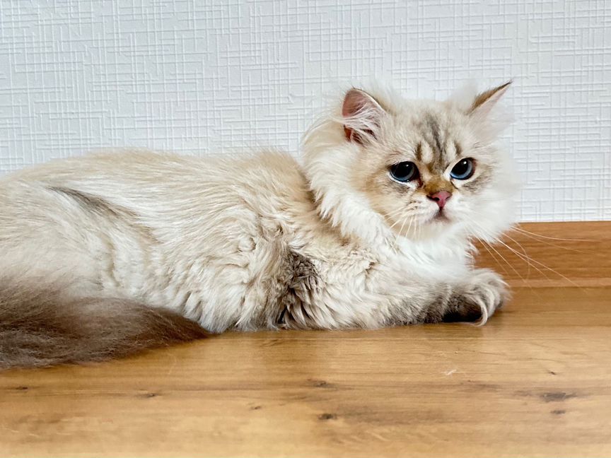 Британский кот Ричард