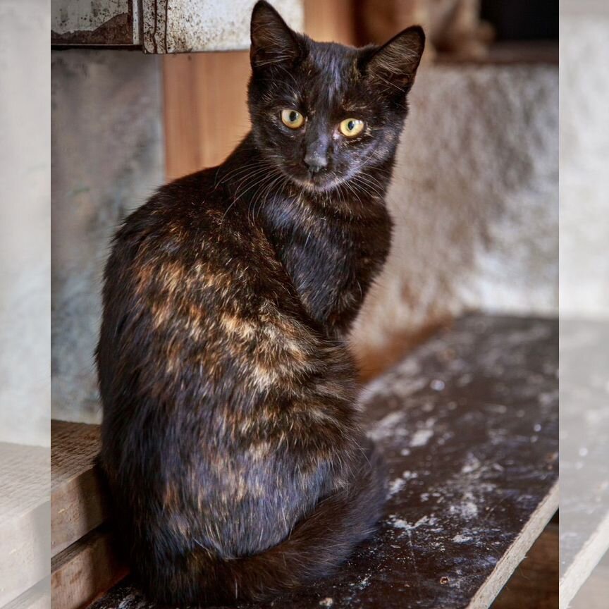 Ласковая изящная кошечка в добрые руки