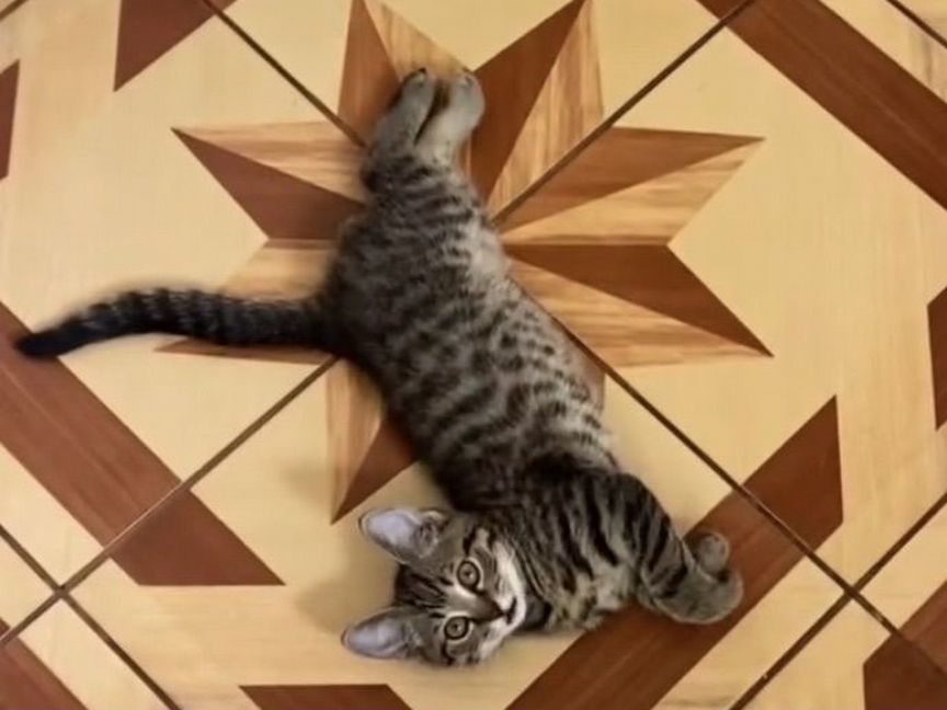 Котенок в добрые руки бесплатно мальчик 3 месяца