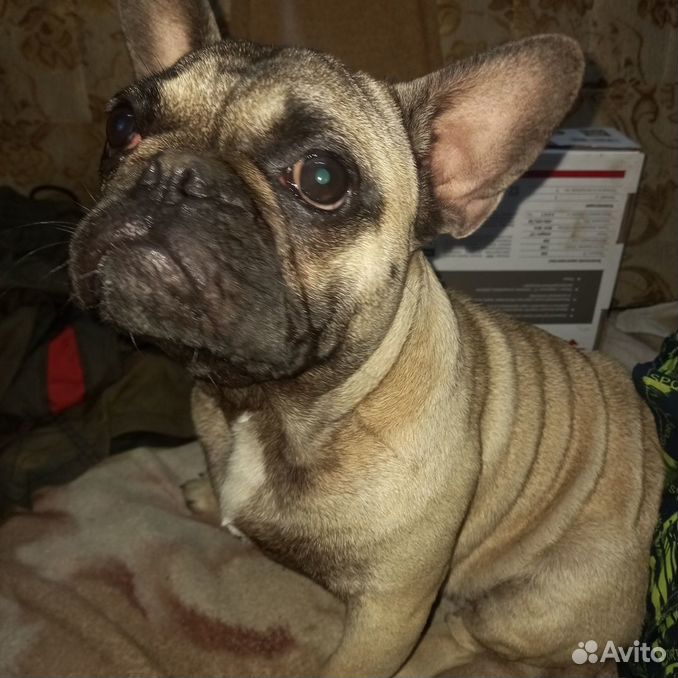 Кобель вязка французский бульдог