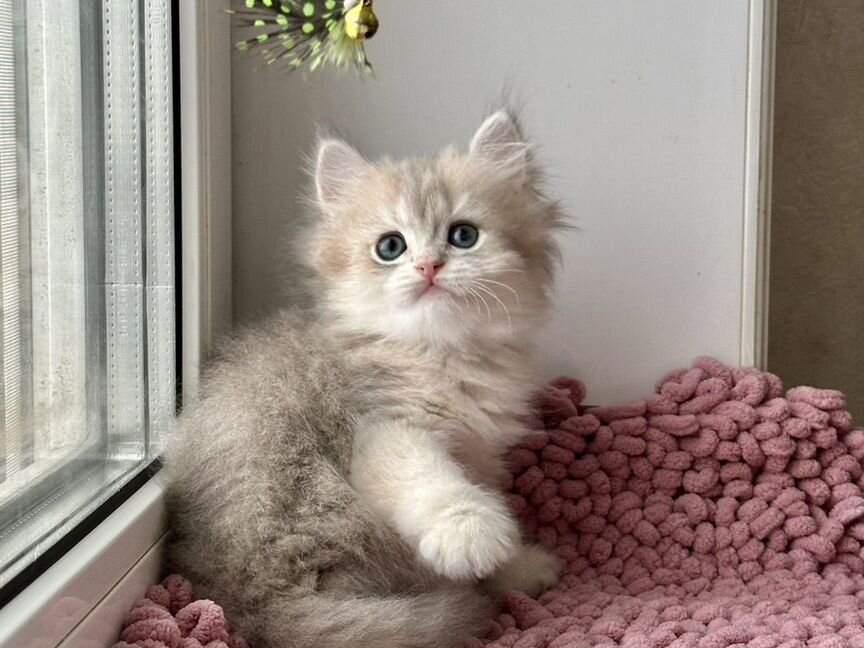 Кот золотая голубая шиншилла длинношерстный