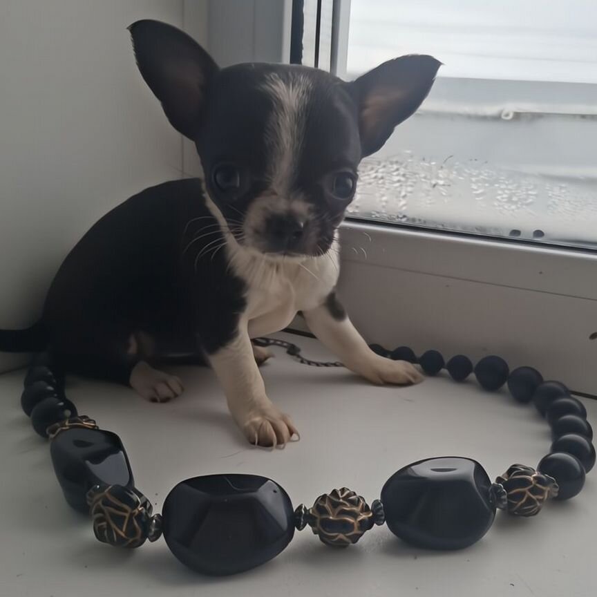 Чихуахуа, щенок