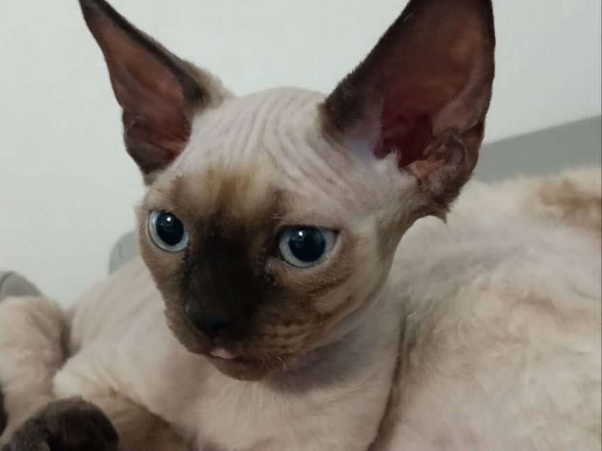 Котята девон-рекс