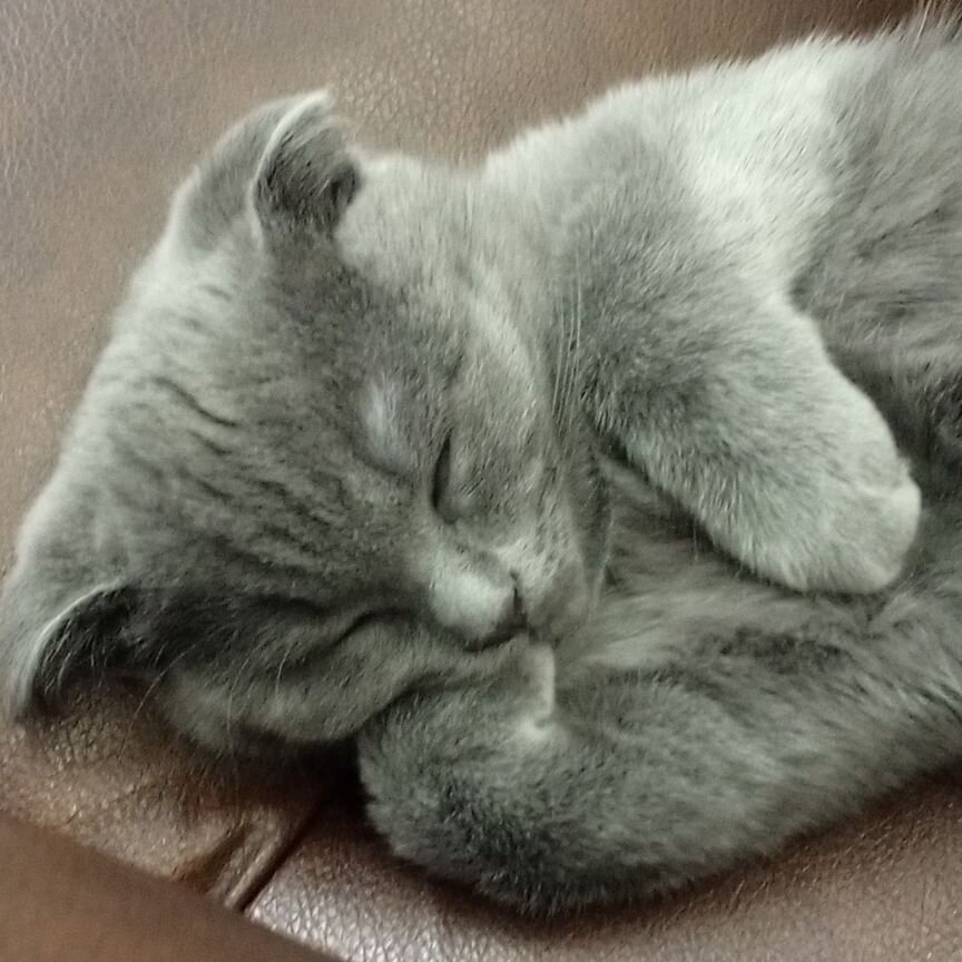 Вислоухий кот